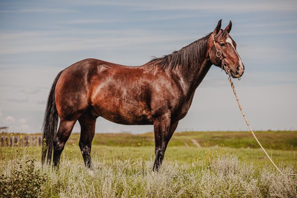 Julio – 2018 AQHA Gelding. Head / Heel. Cowhorse. Reining. Ranch ...